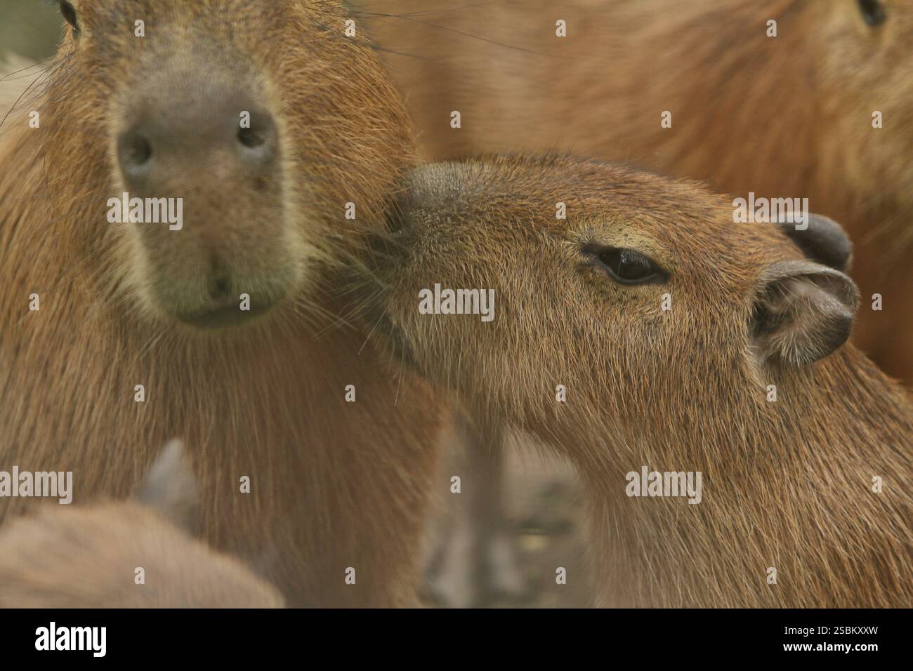 Capybaras huddle on the ground in the morning Stock Photo - Alamy