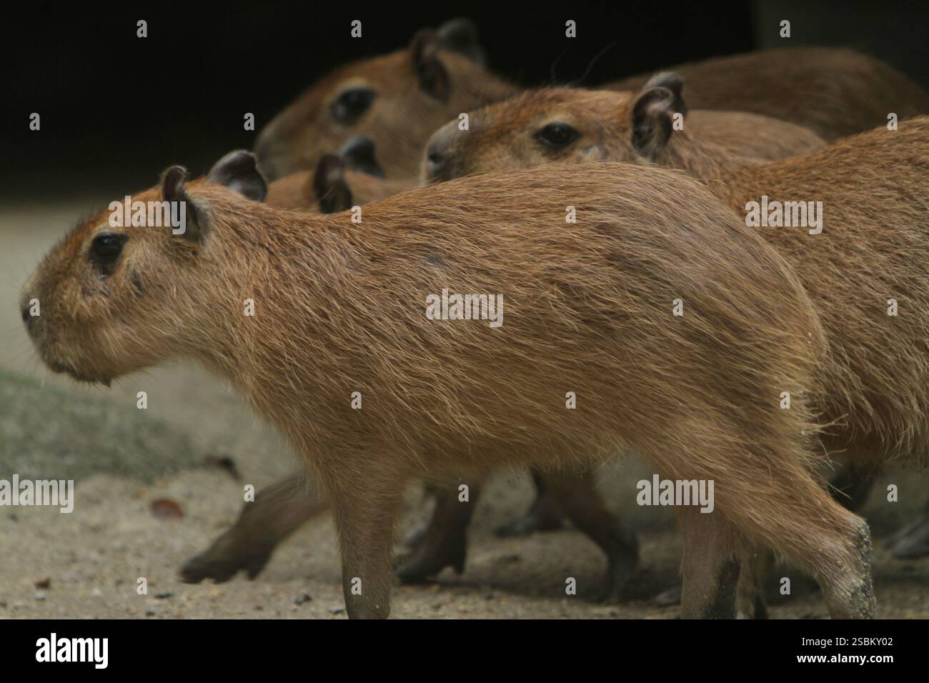 Capybaras huddle on the ground in the morning Stock Photo - Alamy