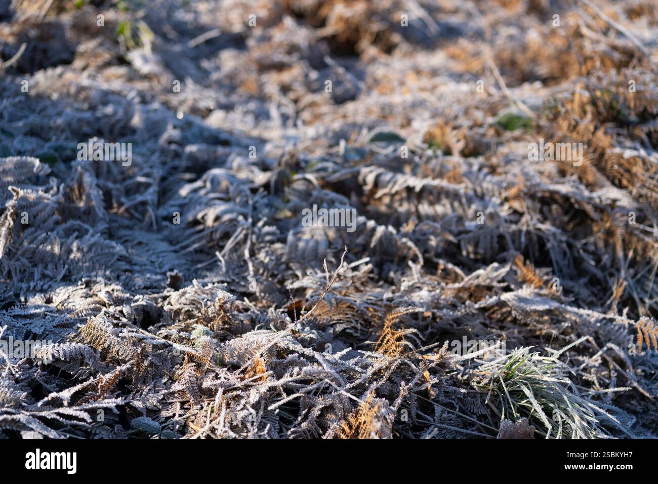 Beautiful Yellowed fern leaves covered with frost in frozen forest on a ...