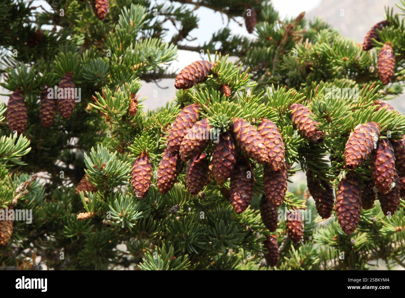 Engelmann Spruce (Picea engelmannii) cones on a tree in Beartooth ...