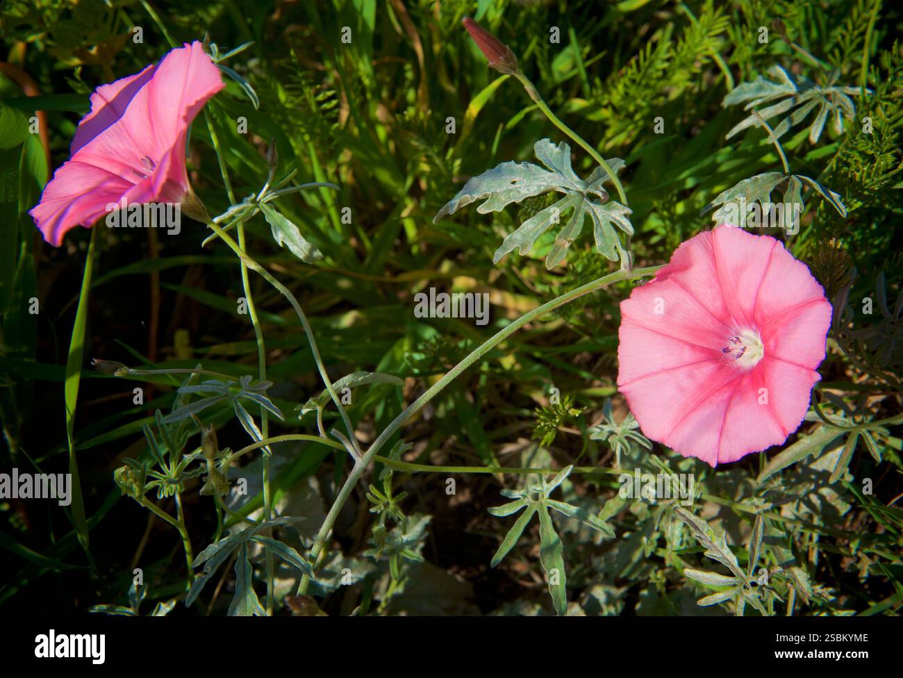 Convolvulus althaeoides is a species of morning glory known by the ...
