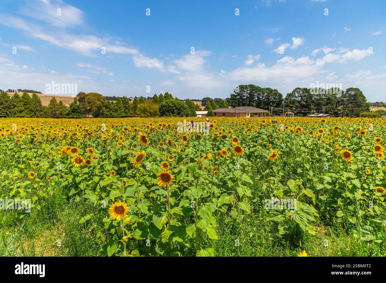 Big, bold and beautiful sunflowers on a farm at Hobbys Yards, Central ...
