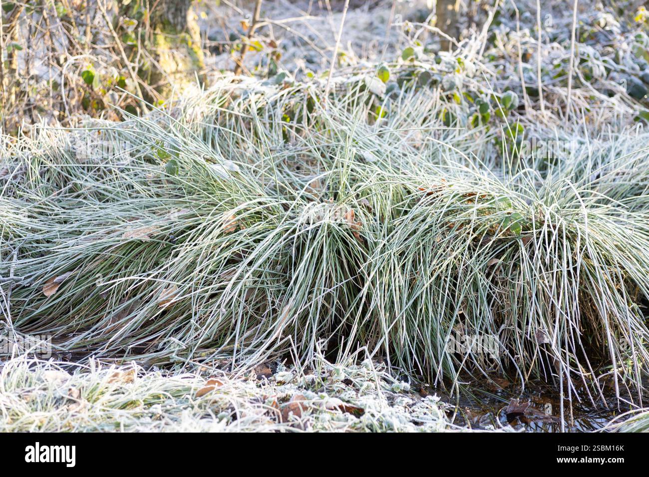 Festuca glauca, commonly known as blue fescue Stock Photo - Alamy