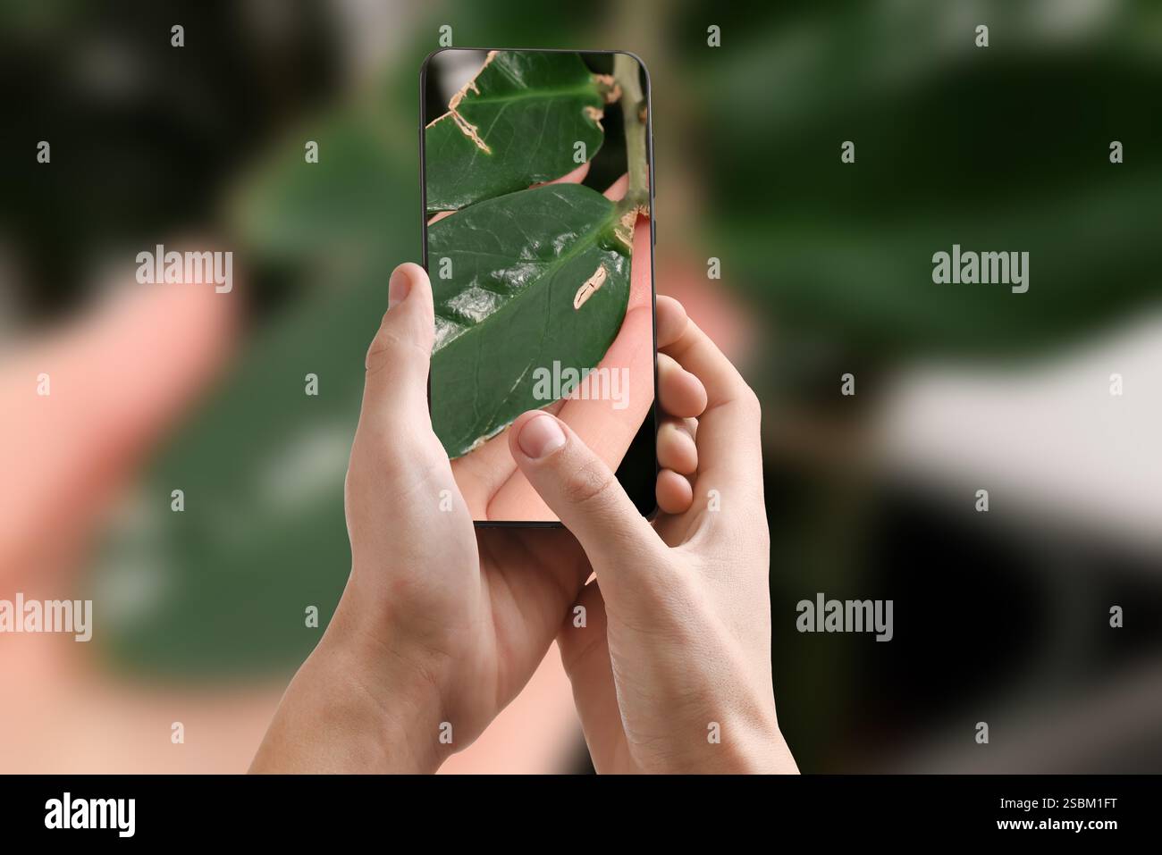 Man using mobile phone to recognize disease of house plant, closeup ...