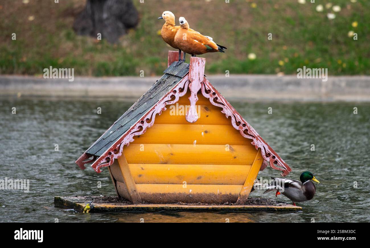 Red Ogari ducks (Tadorna ferruginea) are sitting on the roof of a ...