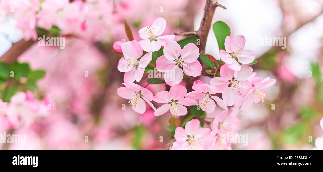 Pink crabapple flowers blooming in spring Stock Photo - Alamy