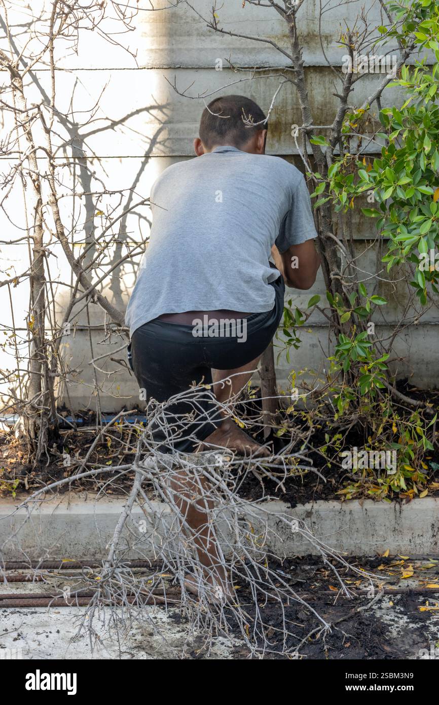 A barefoot man tries to pull a tree out of the ground Stock Photo - Alamy