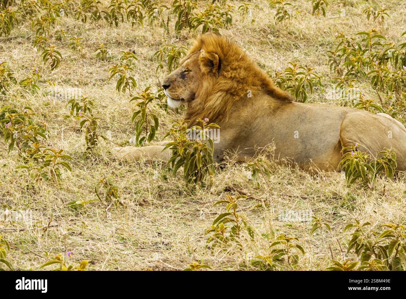 Close-up of a Lion (Panthera leo) relaxing in the Ngorongoro ...