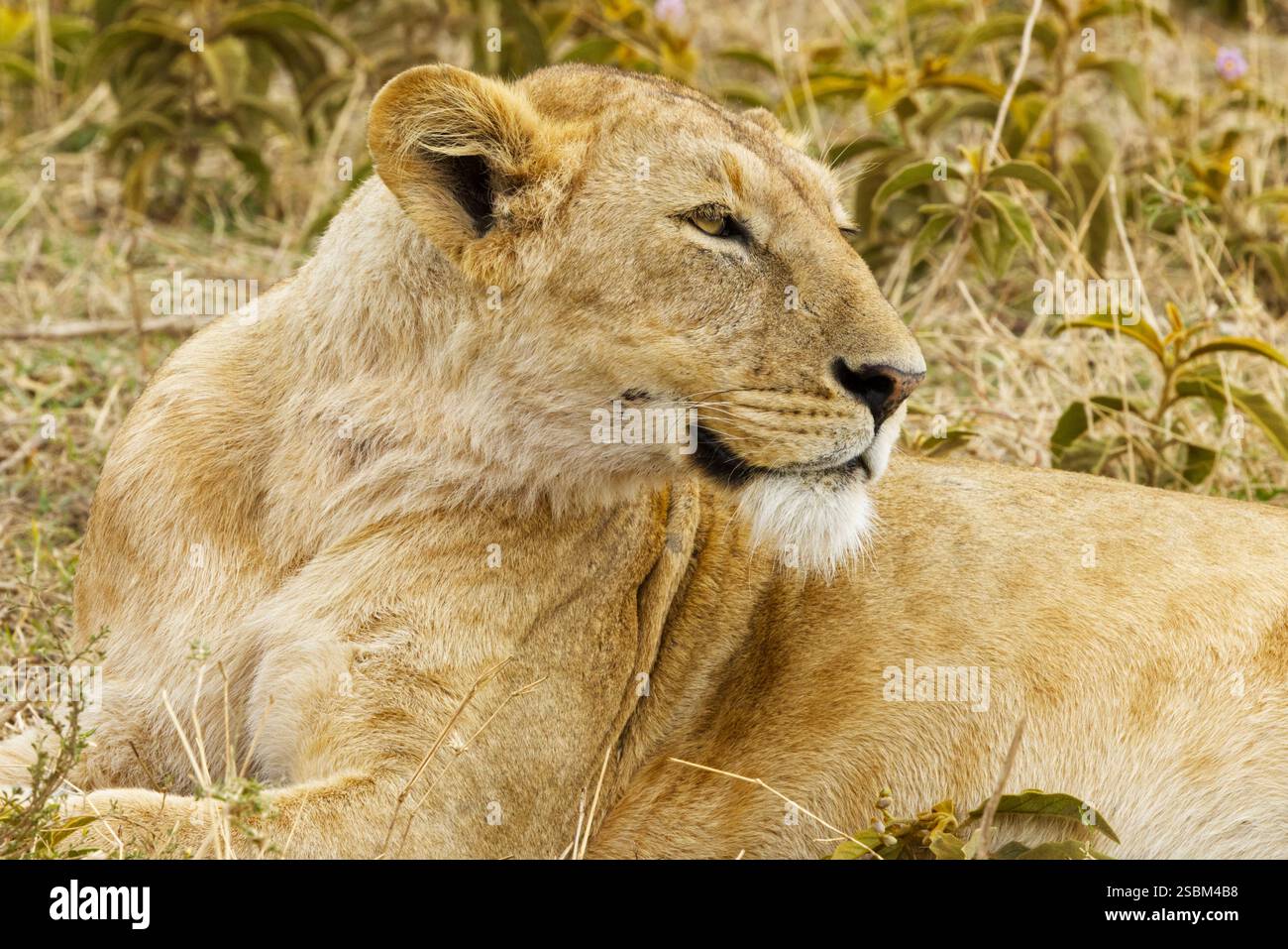 Close-up of a Lioness (Panthera leo) relaxing in the Ngorongoro ...