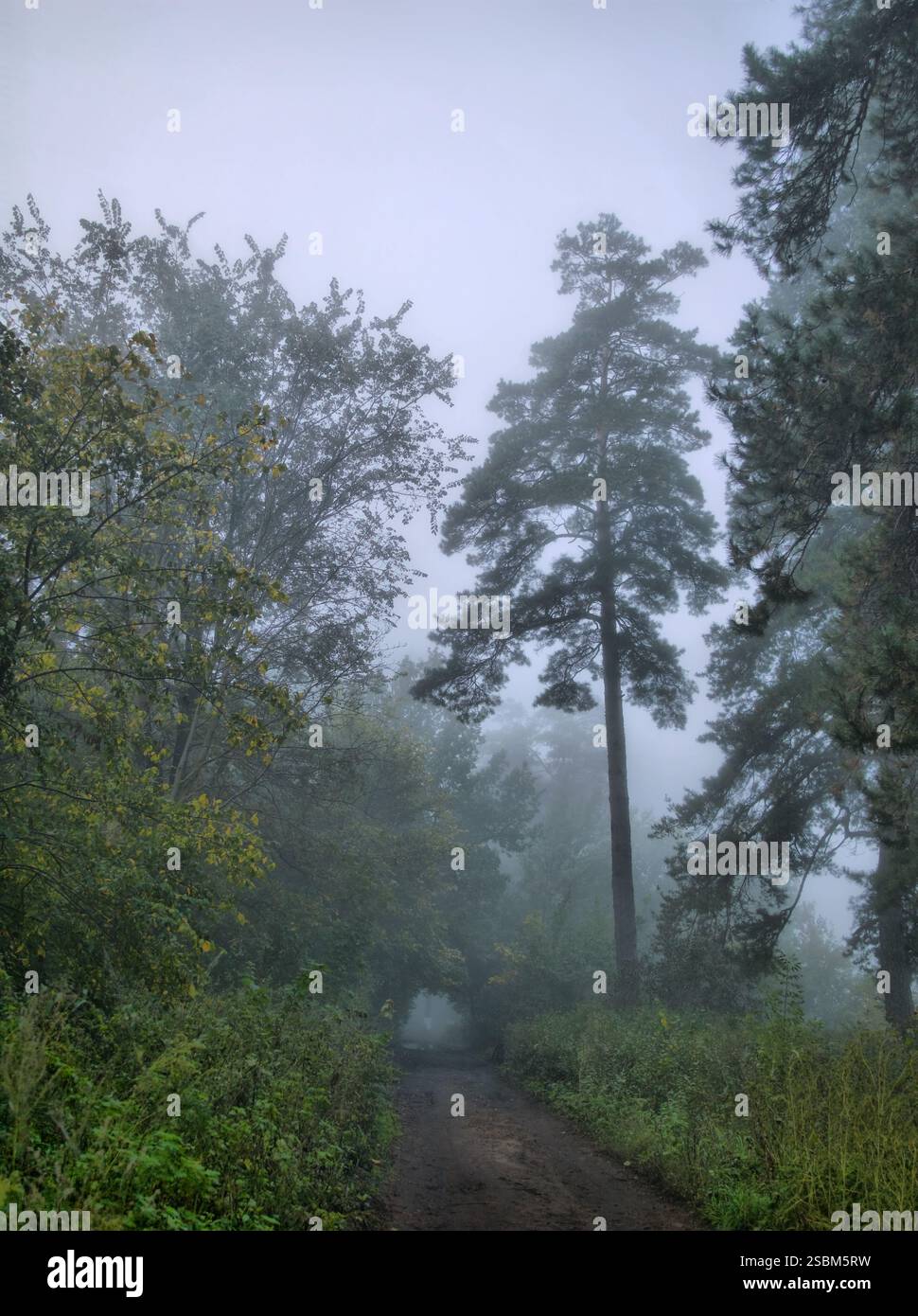 pathway in the misty pine forest Stock Photo - Alamy