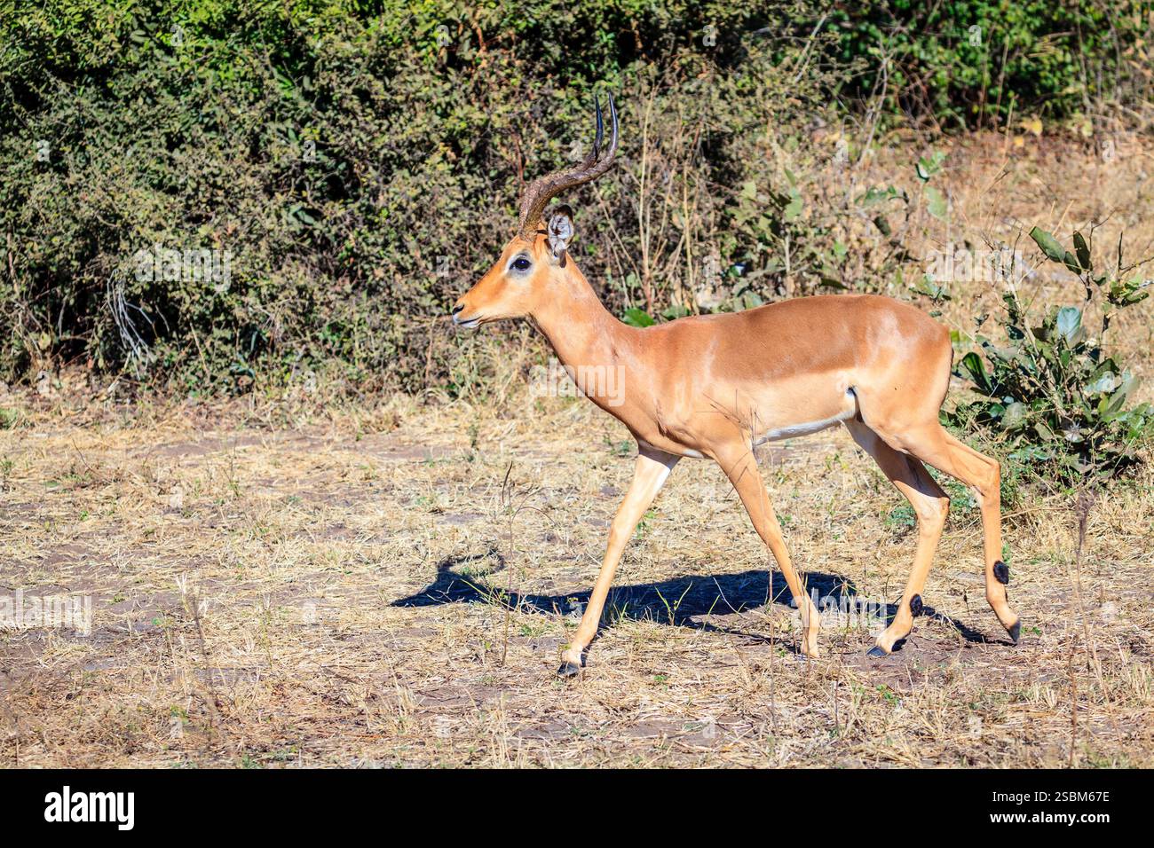 Impala in wilderness africa hi-res stock photography and images - Alamy