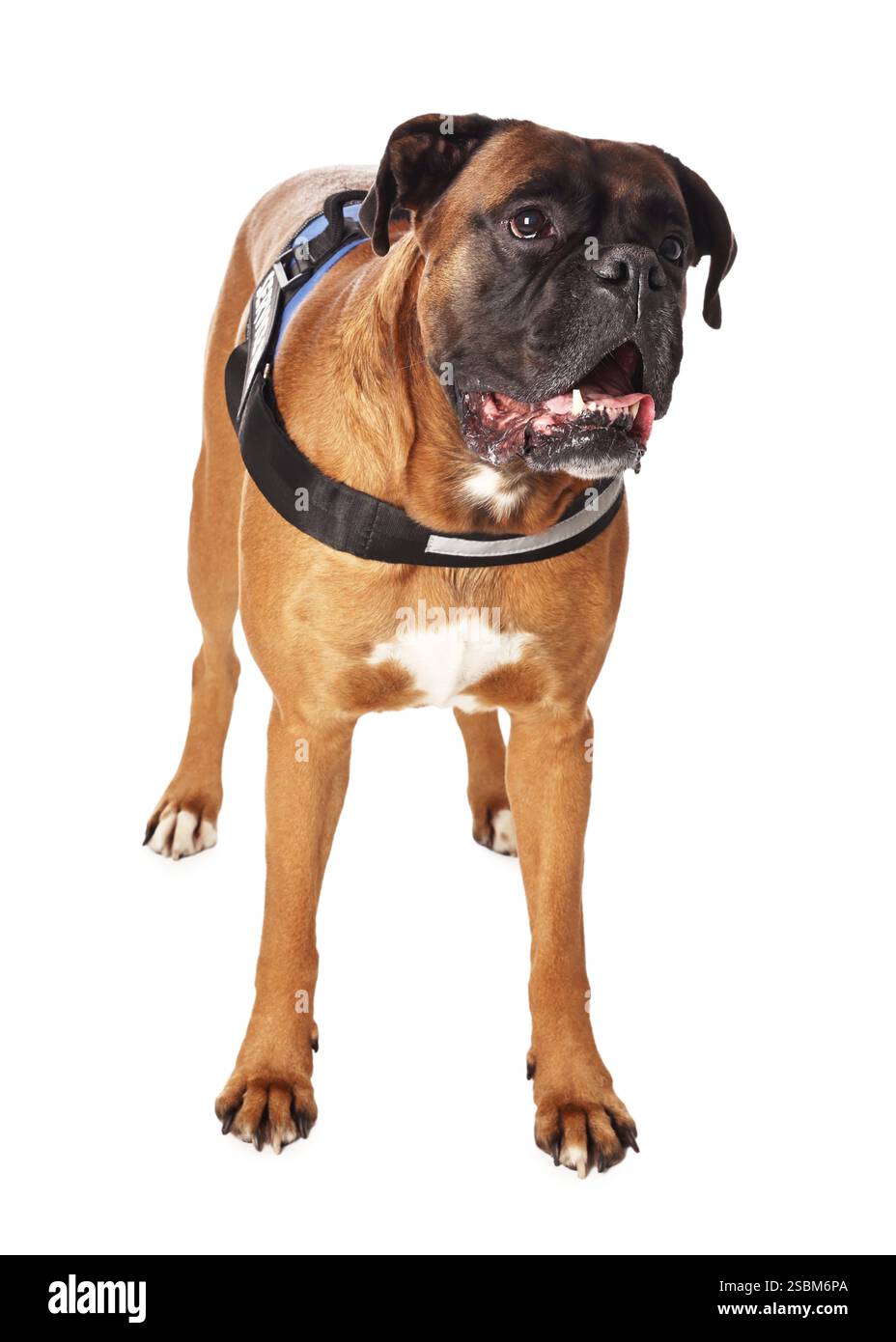 Cute service dog in vest on white background Stock Photo - Alamy