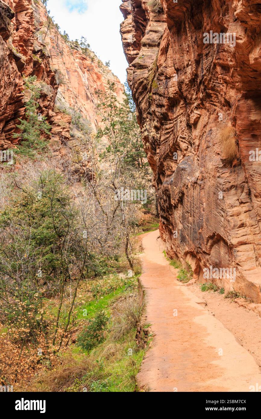 Path is carved into a canyon wall. The path is lined with trees and ...