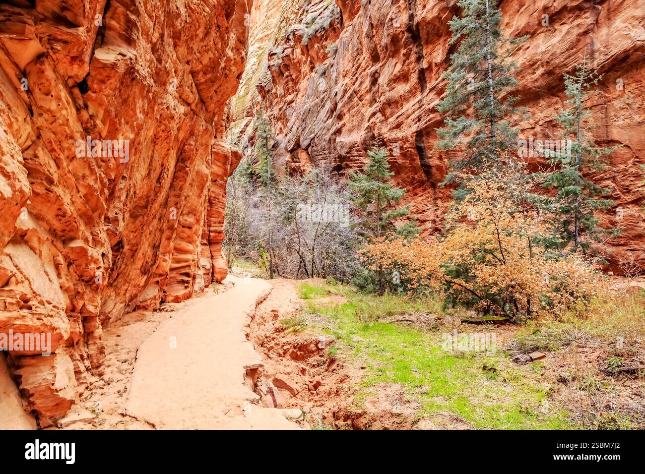 Path is carved into a canyon wall. Trees are growing on the side of the ...