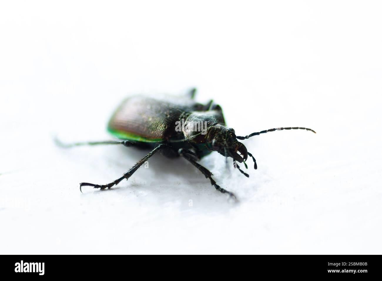 black beetle crawling on white surface on white background Stock Photo ...