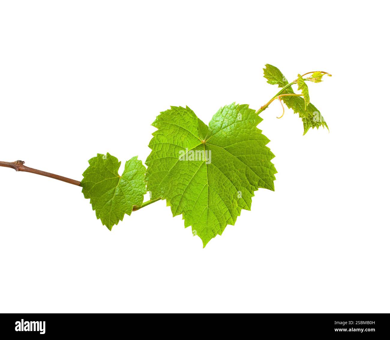 Fresh green grape leaves isolated on white background Stock Photo - Alamy