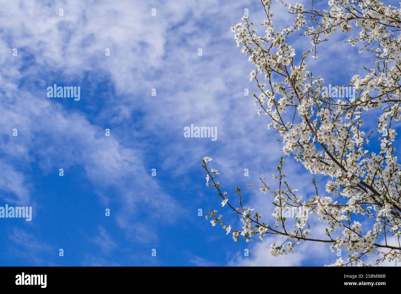 Branches of a spring flowering tree in full bloom against a blue sky ...