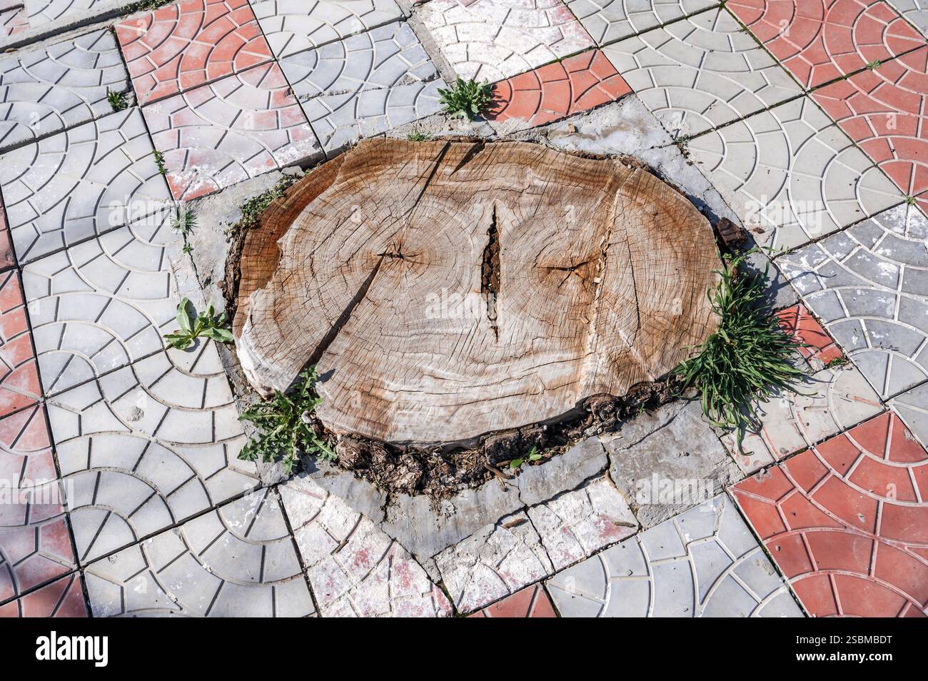 Tree stump growing between paving slabs Stock Photo - Alamy