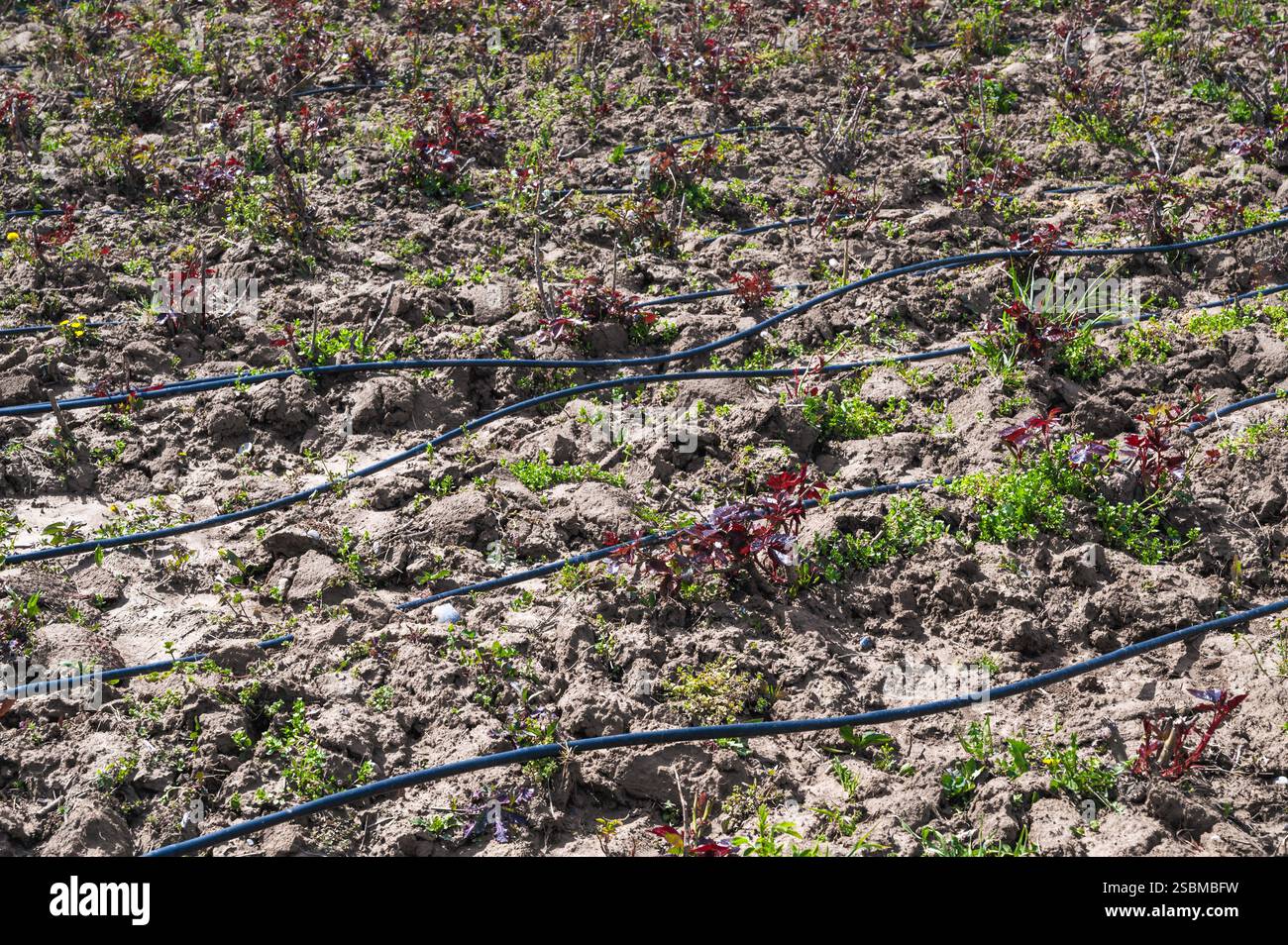 Hedge row rose hi-res stock photography and images - Alamy