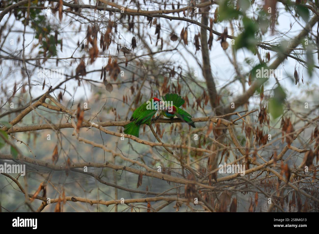 Siliguri, West Bengal, India. 4th Feb, 2025. Two Blue throated Barbet ...
