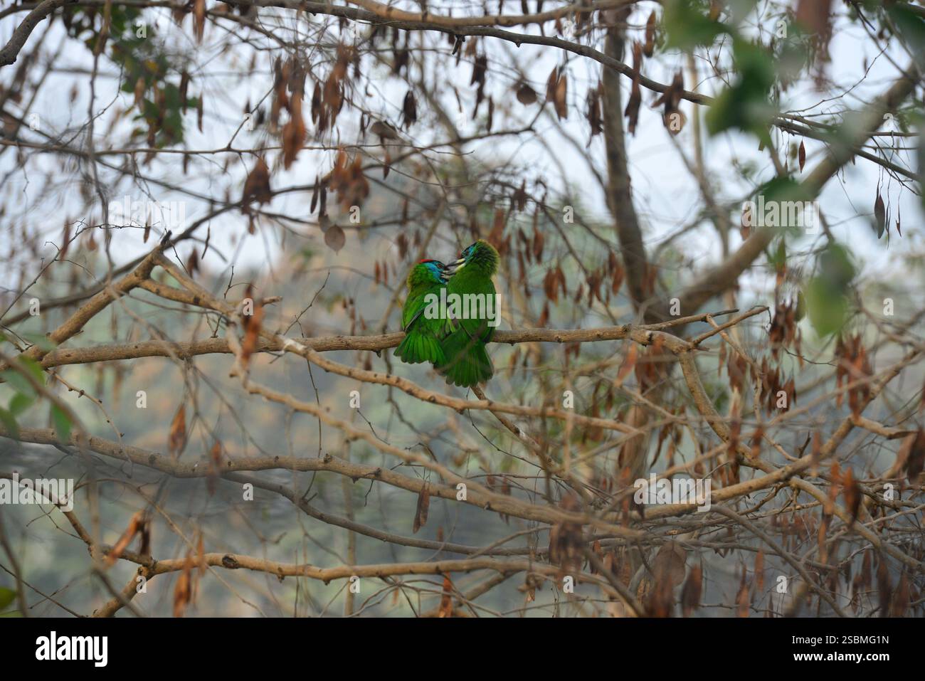 Siliguri, West Bengal, India. 4th Feb, 2025. Two Blue throated Barbet ...