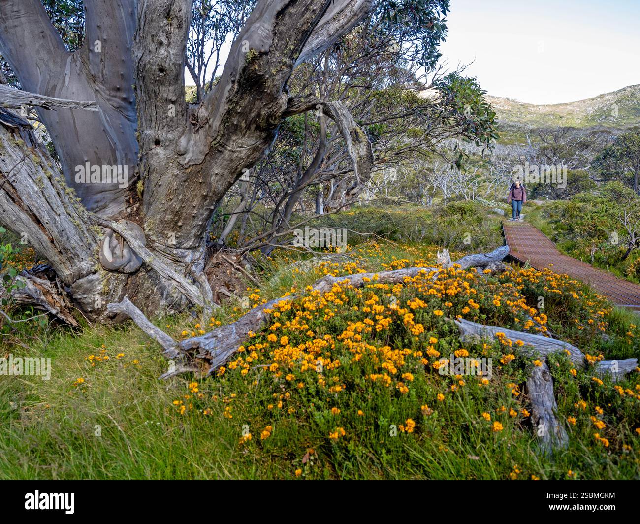 Hikers on the Perisher Valley to Bullocks Flat section of the Snowies ...