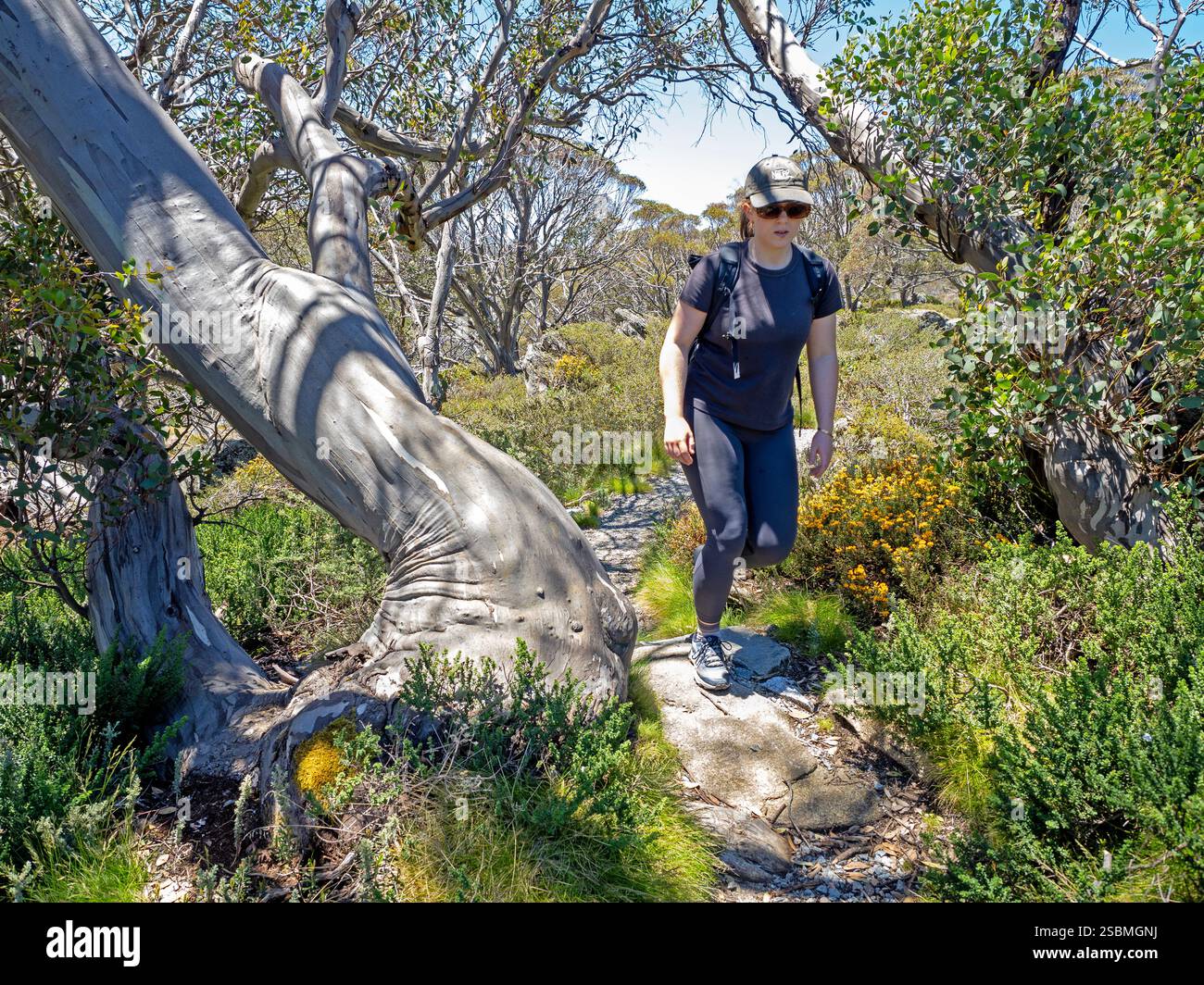 Hiking through snow gums on the Perisher Valley to Bullocks Flat ...