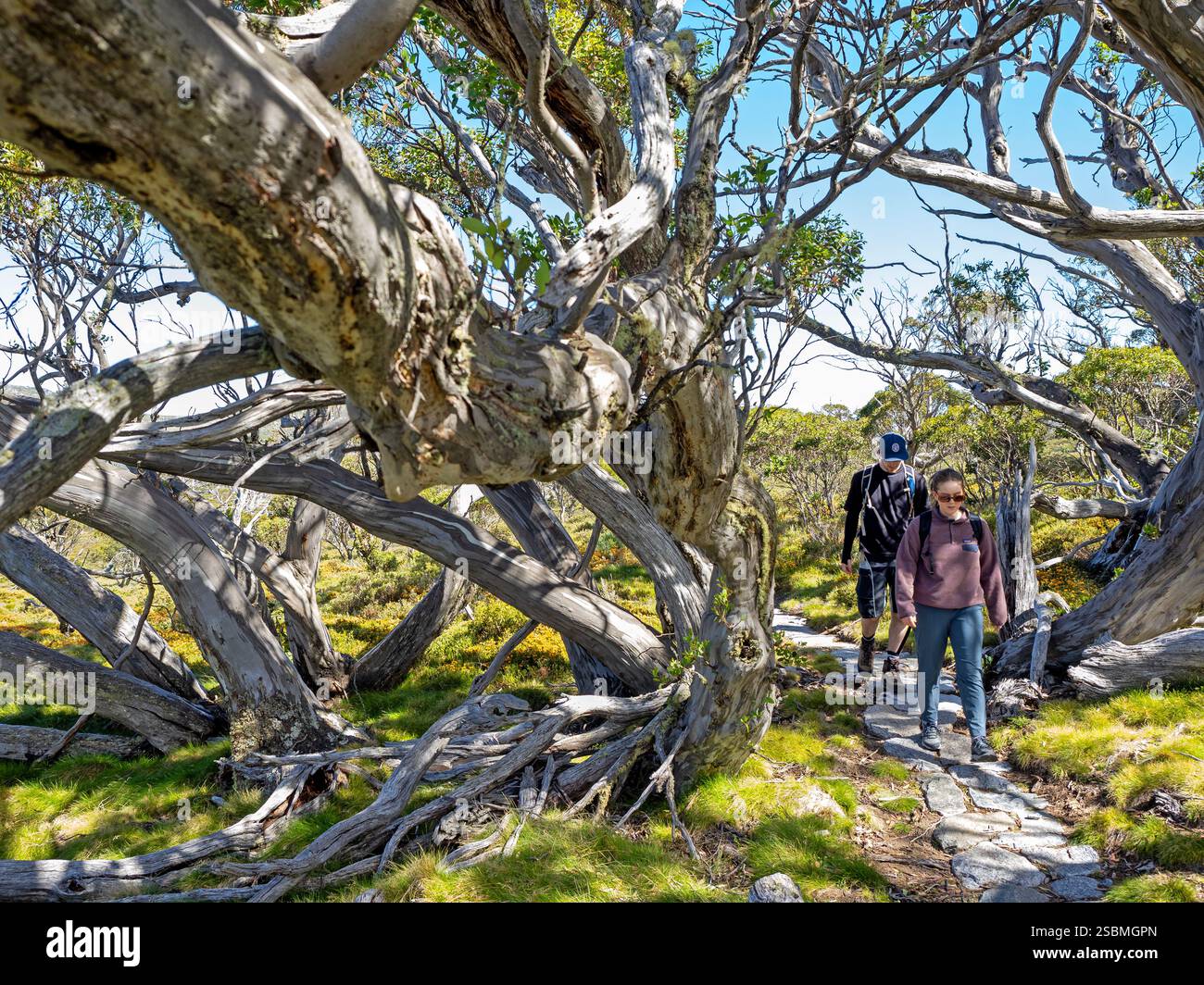 Hiking through snow gums on the Perisher Valley to Bullocks Flat ...