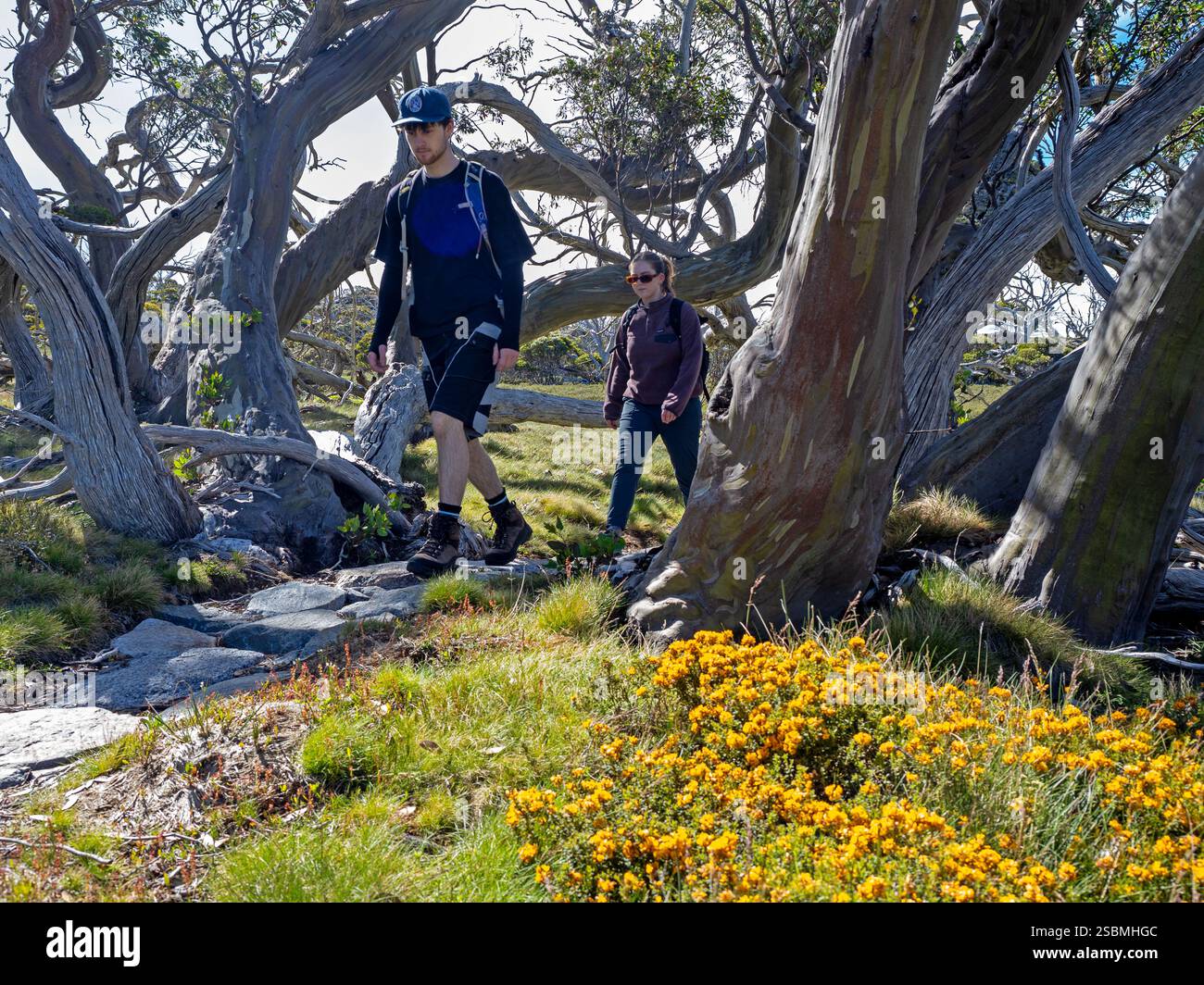 Hiking through snow gums on the Perisher Valley to Bullocks Flat ...