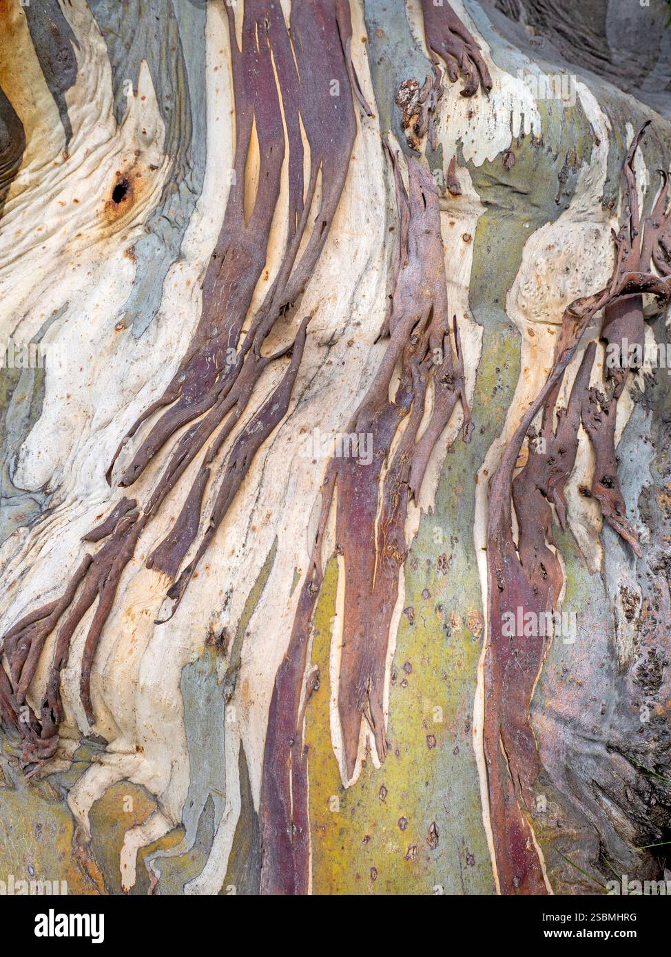 Snow gum, Kosciuszko National Park Stock Photo - Alamy