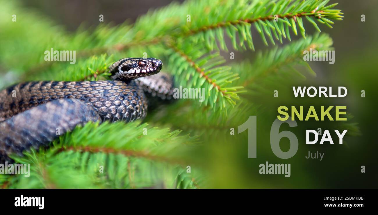 World snake day, 16 July Stock Photo - Alamy