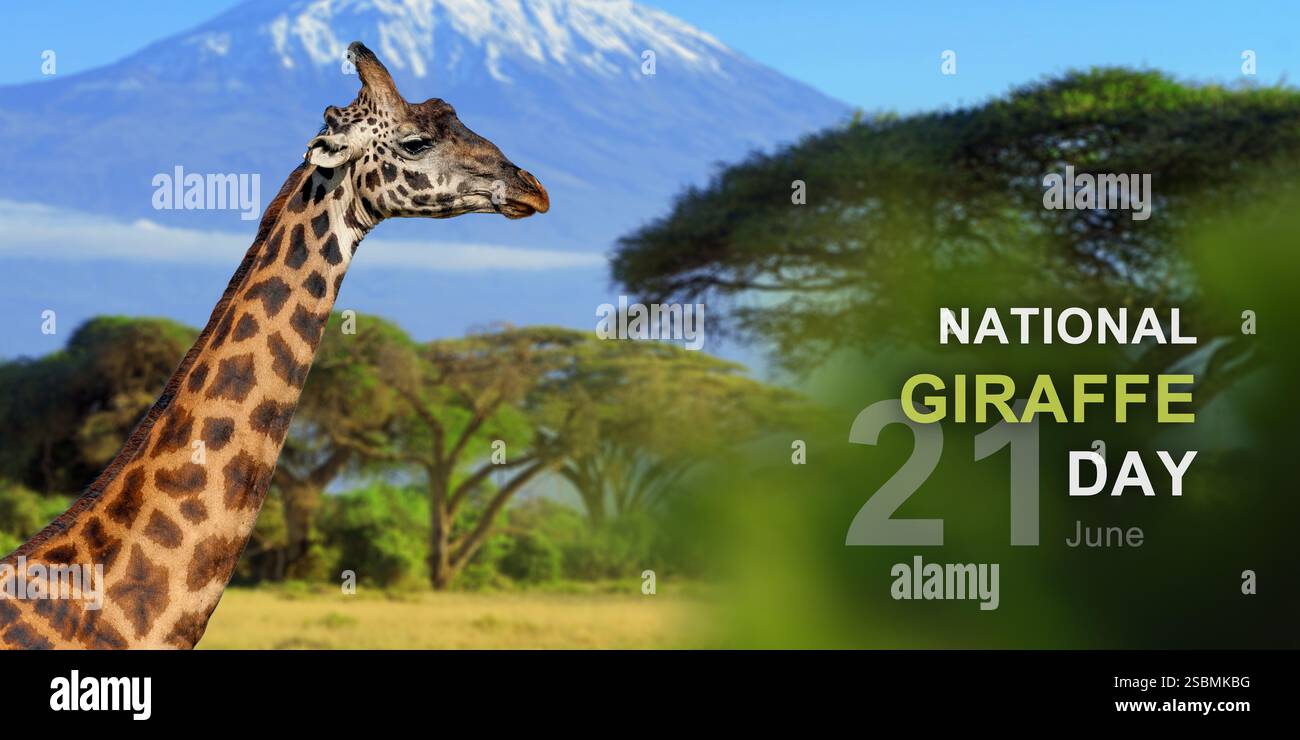 National giraffe day, 21 June Stock Photo - Alamy