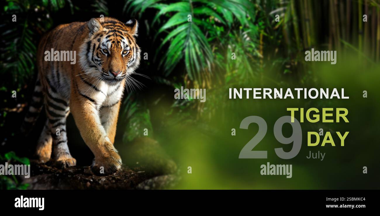 International tiger day, 29 July Stock Photo - Alamy