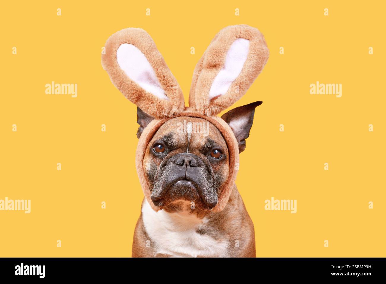 French Bulldog dog wearing Easter bunny costume ears headband on yellow ...