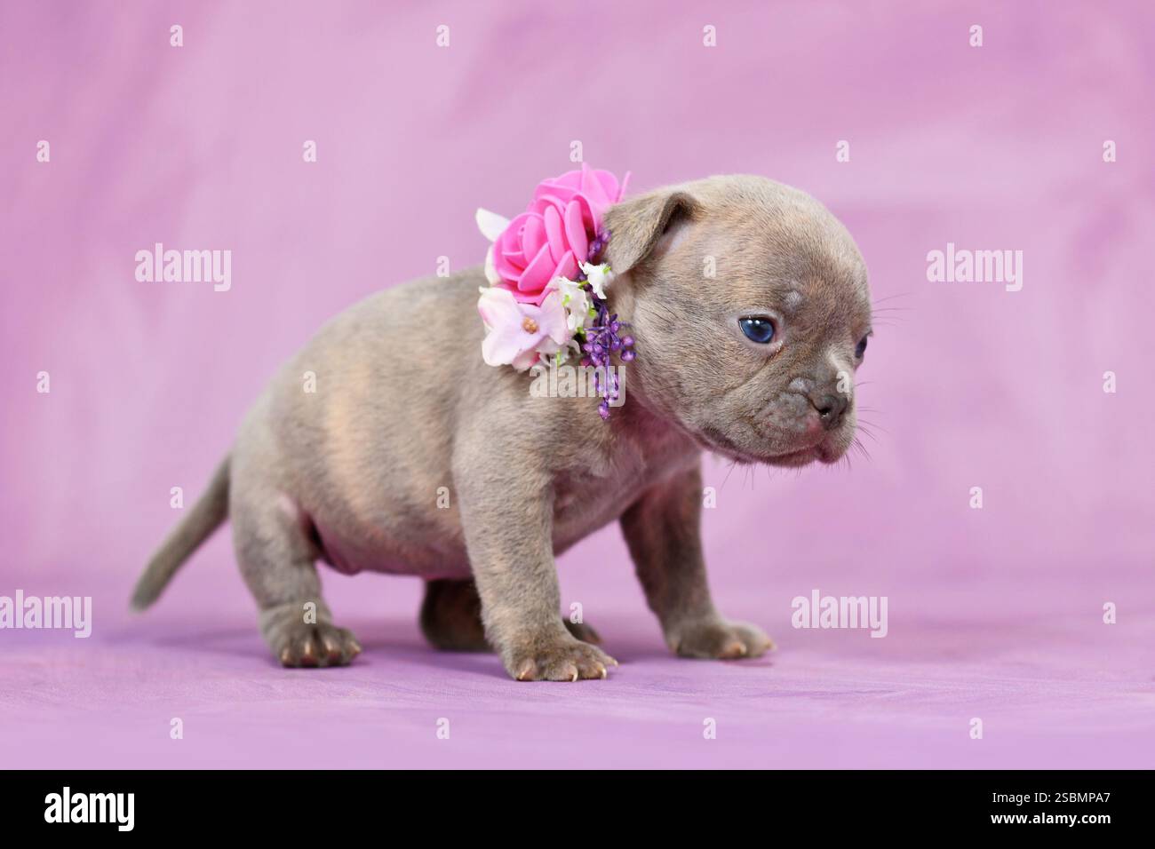 SMall purebred young Lilac Brindle French Bulldog puppy with healthy ...