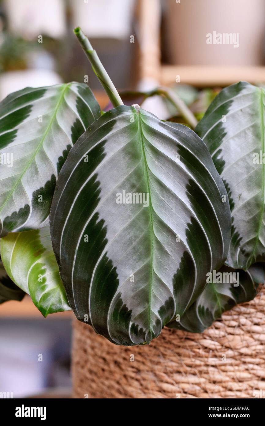Oval shaped leaf of exotic 'Maranta Leuconeura Silver Band' houseplant ...