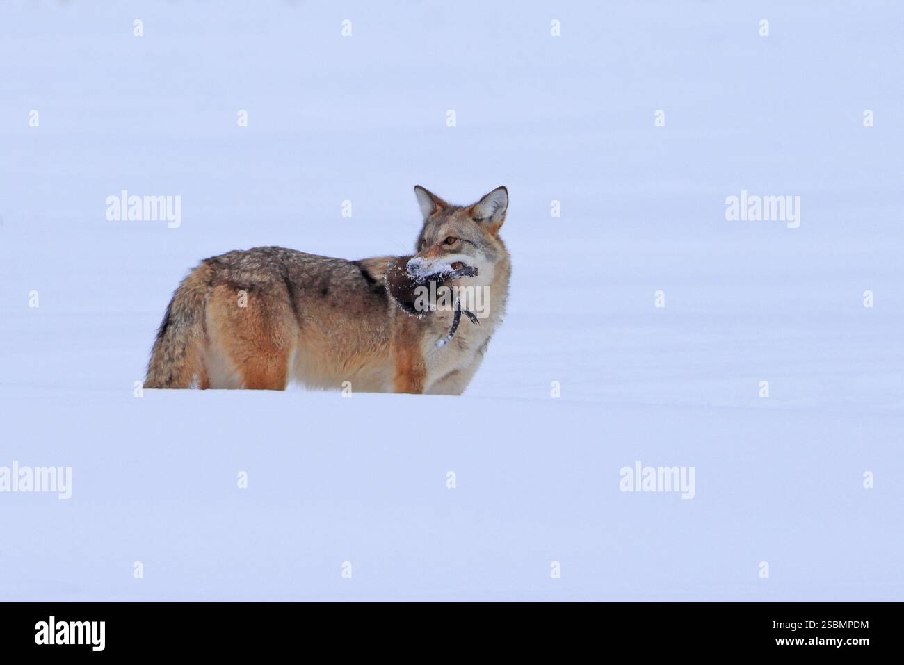 Coyote out hunting hi-res stock photography and images - Alamy