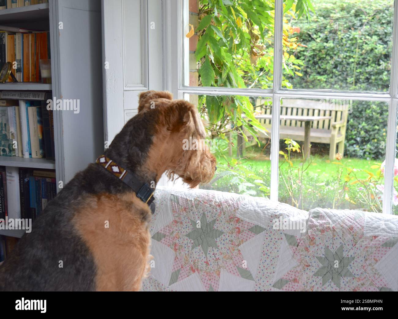Dog Airedale terrier is guarding home looking through window Stock ...