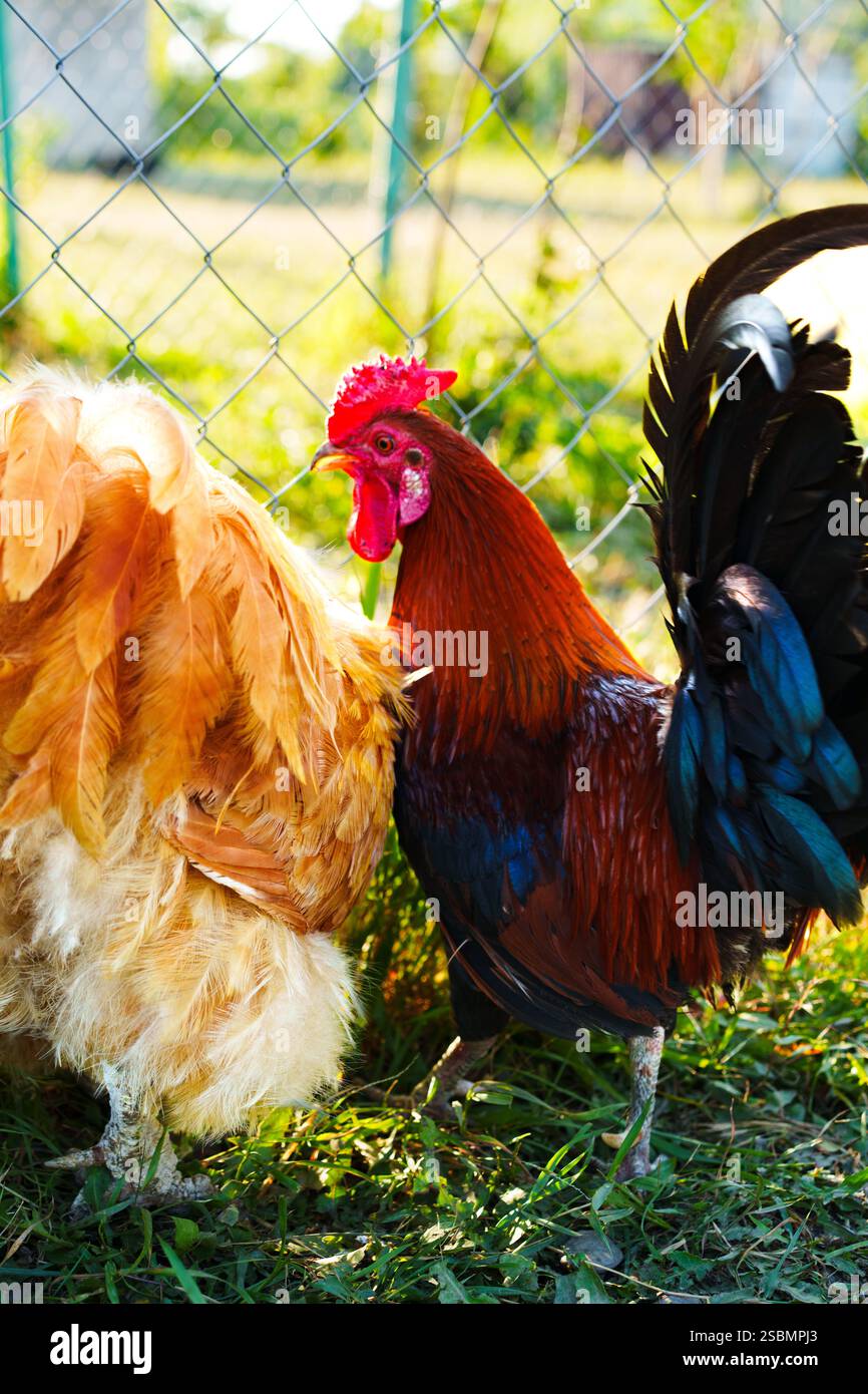 Chickens feeding and interacting in a sunny backyard on a warm ...