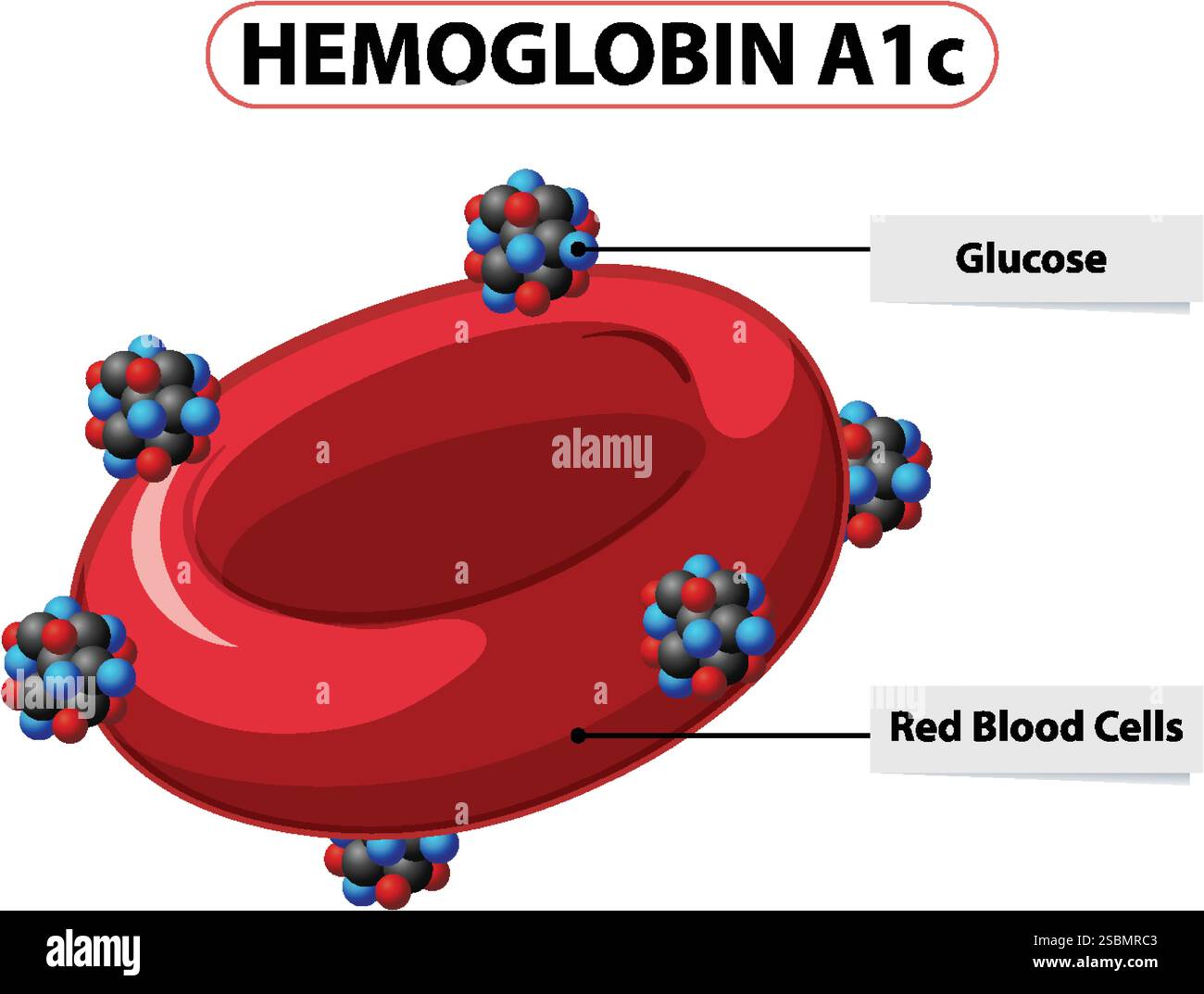 Diagram showing glucose molecules on red blood cells Stock Vector Image ...