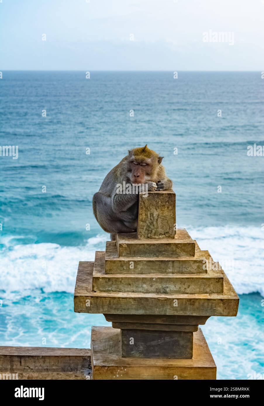 A monkey in Uluwatu Monkey Forest, Badung, Bali Stock Photo - Alamy