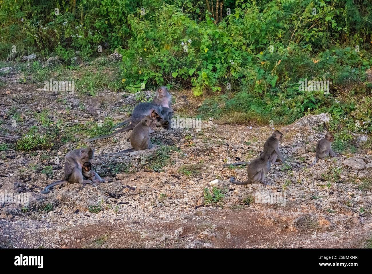 Few monkeys in Uluwatu Monkey Forest, Badung, Bali, Indonesia Stock ...