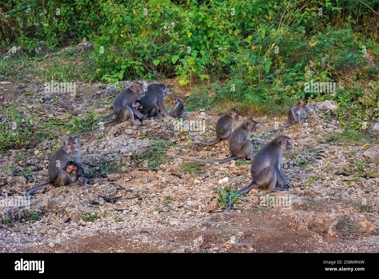 Few monkeys in Uluwatu Monkey Forest, Badung, Bali, Indonesia Stock ...