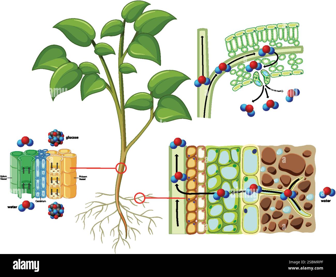 Detailed diagram of plant photosynthesis and nutrient flow Stock Vector ...