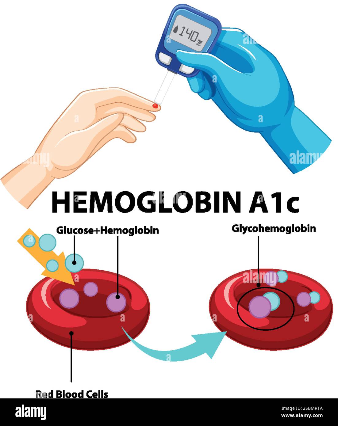 Illustration of blood glucose testing and hemoglobin interaction Stock ...