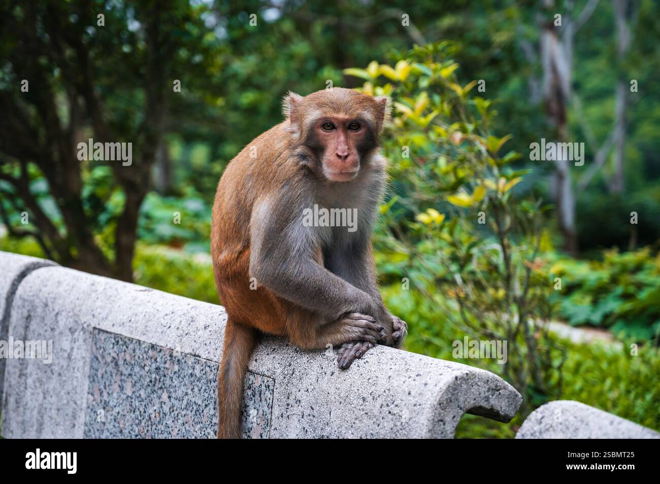 wild monkey in nature on monkey Mountain in Da Nang in Vietnam in Asia ...
