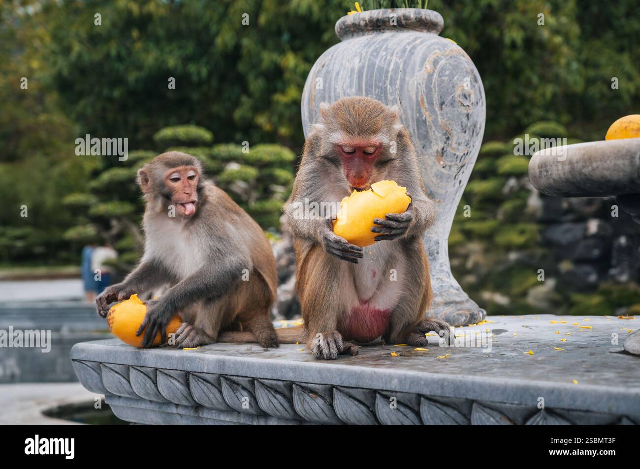 two wild monkeys eats mango at Linh Ung pagoda on Monkey Mountain on Son Tra Island in Da Nang ...