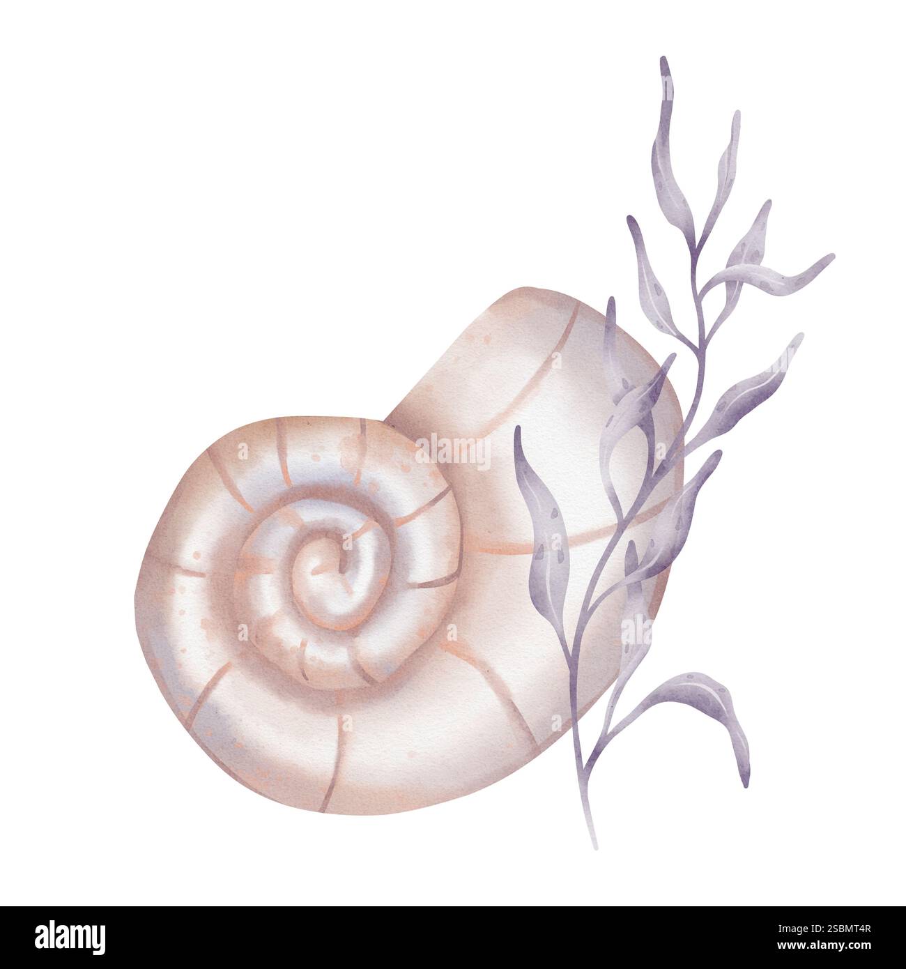 Watercolor composition of Seashell and Seaweed. hand drawn illustration ...