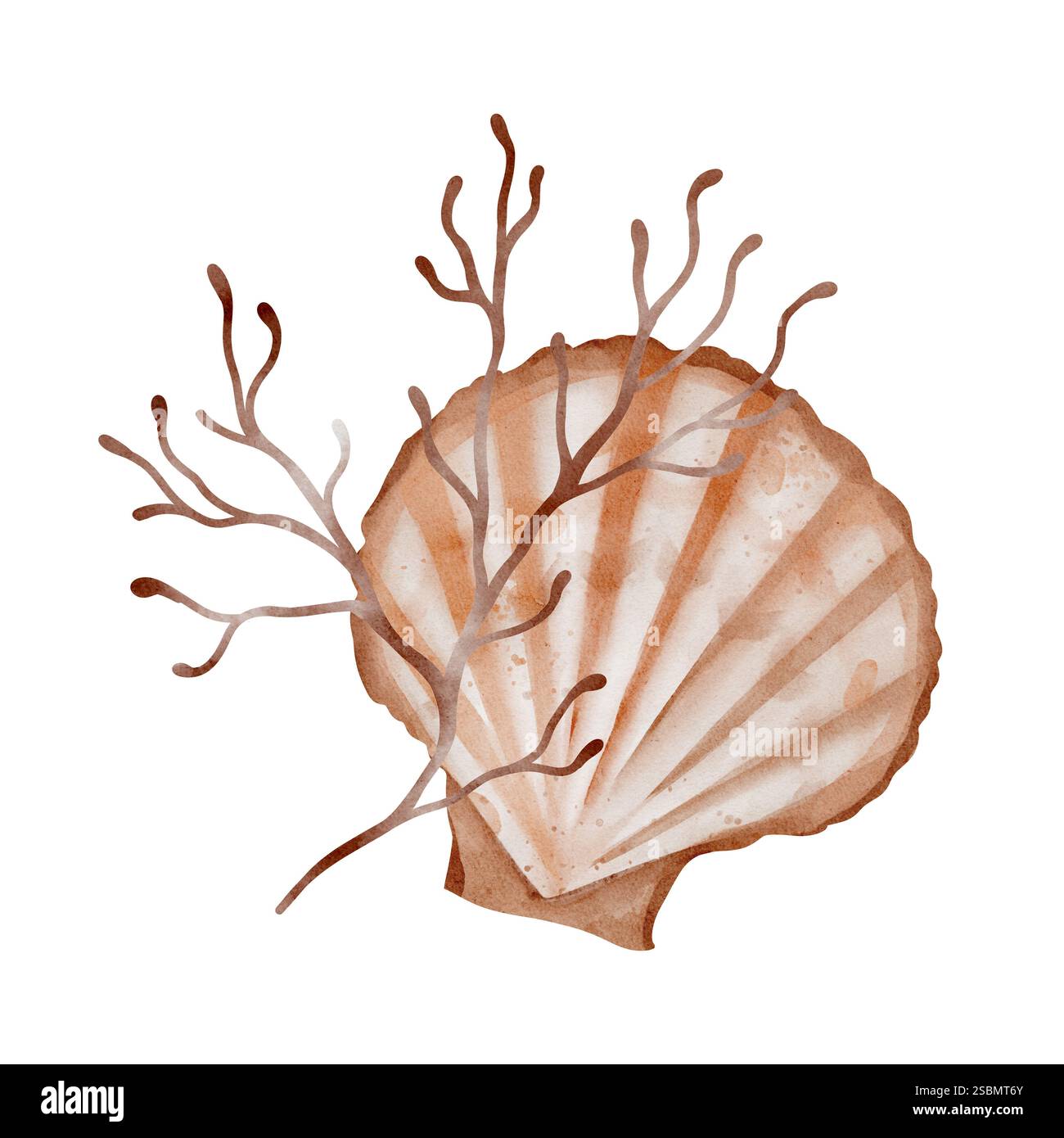Watercolor composition of Seashell and Seaweed. hand drawn illustration ...