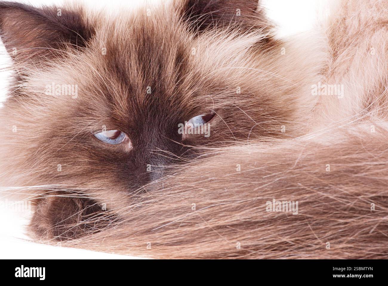 Cat breed Neva Masquerade. Siberian breed beige with brown cat lies ...